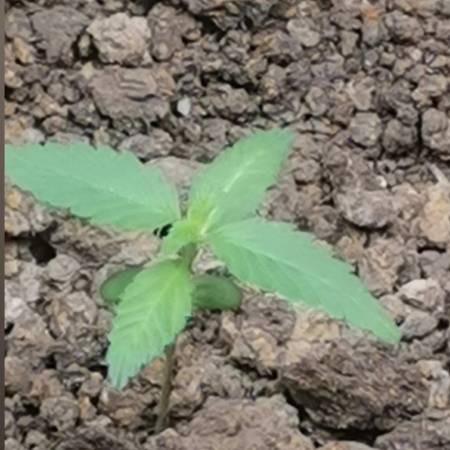 Seedsman Lemon Auto grow diary (journal) by Gold_Plant - GrowDiaries