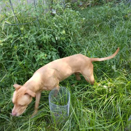 Fast Buds Cherry Cola Auto grow journal by HoosierDude - GrowDiaries