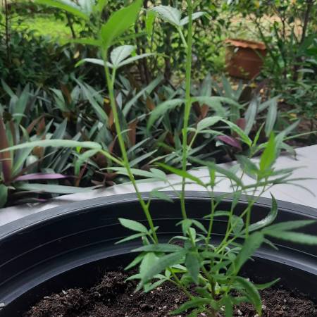 Custom Breeder & Strain Thai landrace grow journal by Mlt322 - GrowDiaries