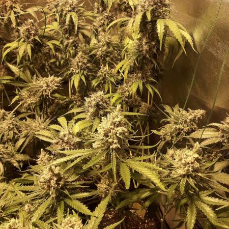 Gelato Zamnesia grow journal by Porro_Verde - GrowDiaries