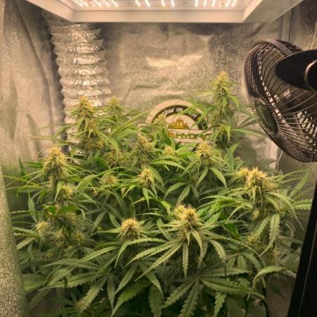 F1 Hyperion auto grow journal by Skunk11 - GrowDiaries