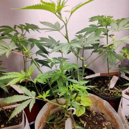 In House Genetics Applelicious grow journal by Morerootbeerplease ...
