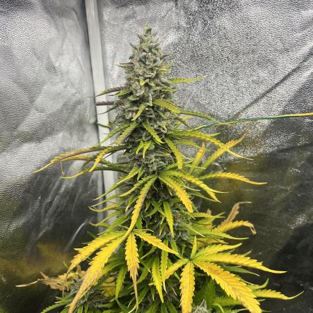Auto Cinderella jack grow journal by weedsmoker_n1 - GrowDiaries