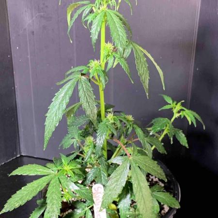 Sponsoring/ Zamnesia Skywalker OG grow journal by Gruenerfinger85 ...