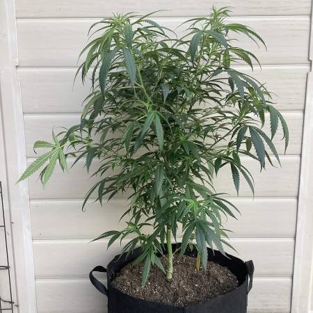 Cali OG Kush clones grow journal by RastaPete - GrowDiaries