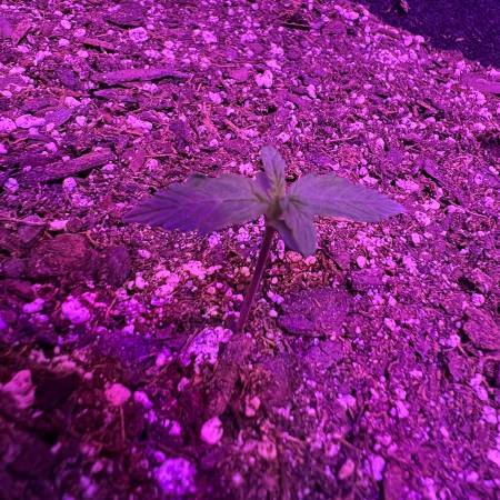 Northern Lights Auto, Auto Anesthesia grow journal by RockyMountainBud ...