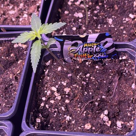 Apple fritter grow journal by anonymous_weed - GrowDiaries