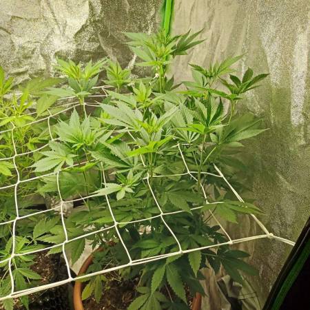 Reserva Privada OG Kush grow journal by Groweritaliano - GrowDiaries