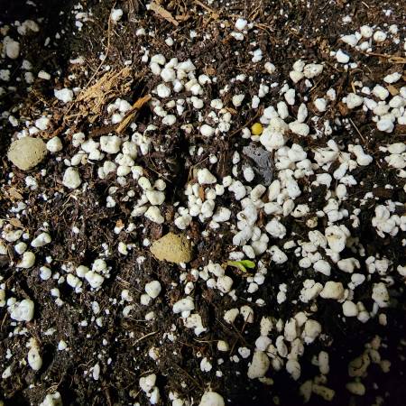 Coco Fast Buds Purple Punch Auto Outdoor grow journal by PlanBZA ...