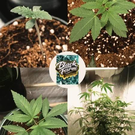 Ethos Cookies R2, เลมอนบานาน่ามิ้นท์, Planet Of The Grapes, Wild ...