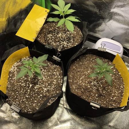 Homegrown Cannabis Co Blueberry x Big Devil Auto grow journal by ...