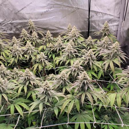 All Gas OG (HSC) grow journal by Gold1 - GrowDiaries