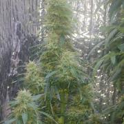 ILGM White Widow Autoflower grow journal by Mooreland1 - GrowDiaries