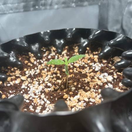Growers Choice Seeds Cinderella 99 grow journal by plantmama - GrowDiaries