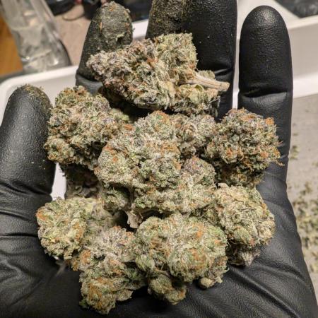 Baby Jokerz - Compound Genetics grow journal by greenAF - GrowDiaries