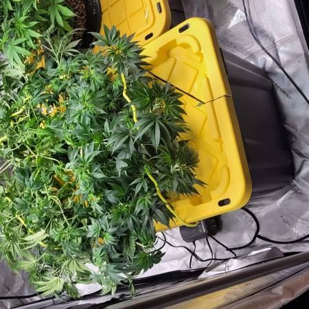 ETHOS Genetics End Game Rbx "The Punch Line" grow journal by ...