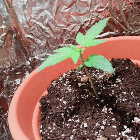 Royal dwarf autoflower grow journal by krytinarp - GrowD...