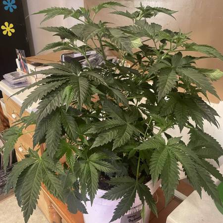 Skunk Hero x Ethos Cookies grow journal by Rastanewmangrows - GrowDiaries