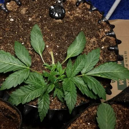 Autoflower Mephisto Double Grape grow journal by abumgro...