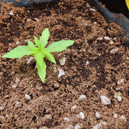 Humboldt Seed Company Magic Melon grow journal by Thor20 - GrowDiaries