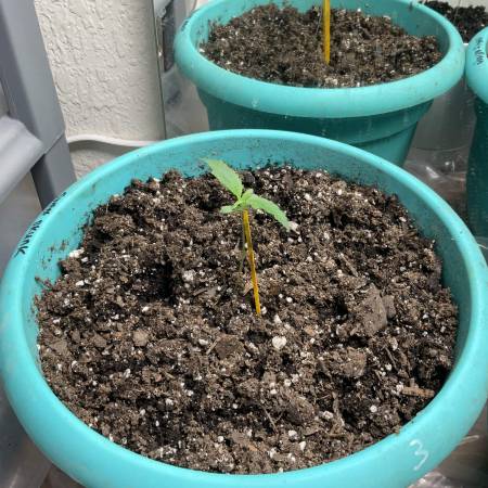 Gorilla Z Auto, Sweet Skunk Fast Version®, Humboldt Sour Diesel ...