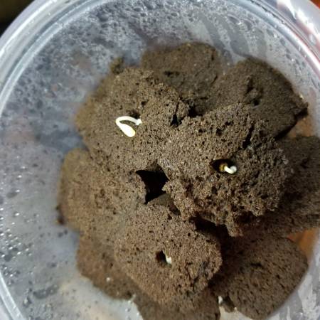 Custom Breeder & Strain frostberry grow journal by gnimelfnad - GrowDiaries