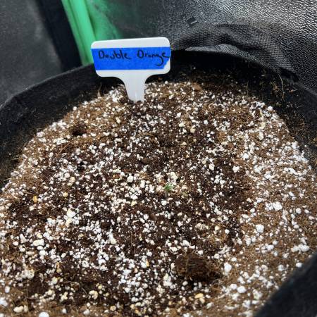 Double Orange - SODK x SOH - Mephisto grow journal by ElliotChance ...