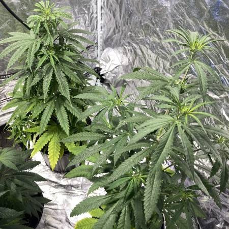 Blue dream grow journal by Gasgod - GrowDiaries