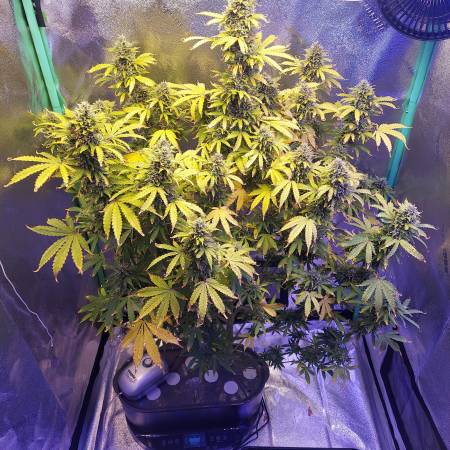 Jack Herer Auto Hydro grow journal by Herman420 - GrowDiaries