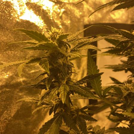 Strawberry pie auto ITS illegal in here grow journal by Joopajoo42 ...