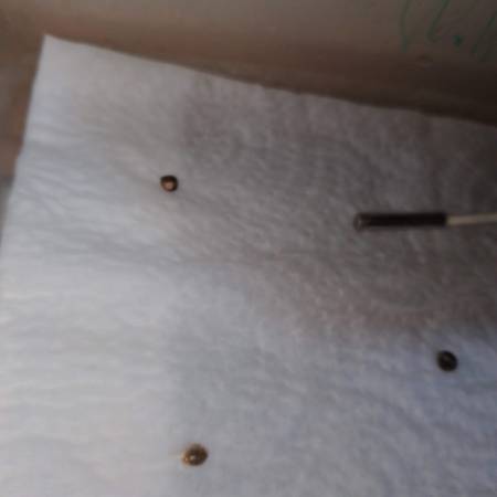 Sticky Beast Automatic, Blue Cheese Automatic grow journal by ...