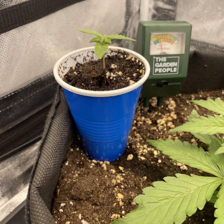 Cinderela Auto 2x2 Grow @superskou420 grow journal by Superskou420 ...