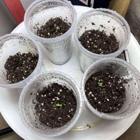 Critical Kush Auto grow journal by Gsc420 - GrowDiaries