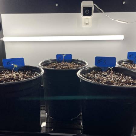 Fast Buds Crystal METH grow journal by Blumentalist - GrowDiaries