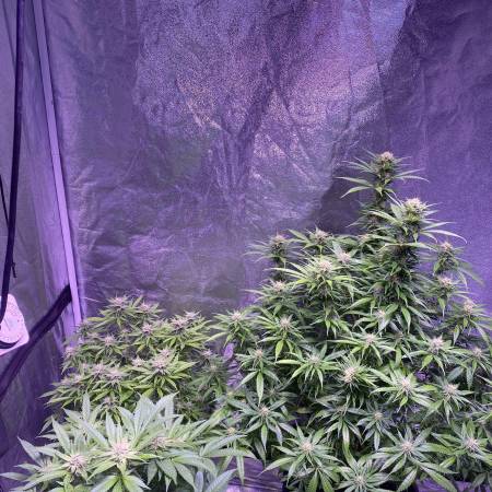 Fem int120+apolloevolutionpro16 grow journal by Seb_grower - GrowDiaries
