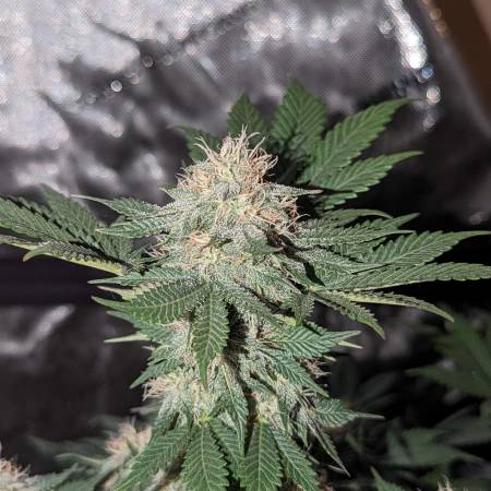 Chem de la Creme grow journal by Daypaul - GrowDiaries