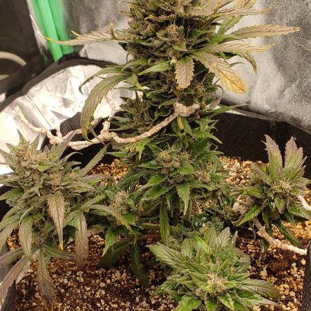 Seedstockers Purple Punch Autoflower grow journal by Plantasia ...