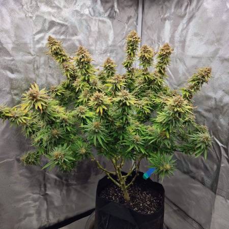 Lemon Breeze 2.0 grow journal by Reggetable - GrowDiaries