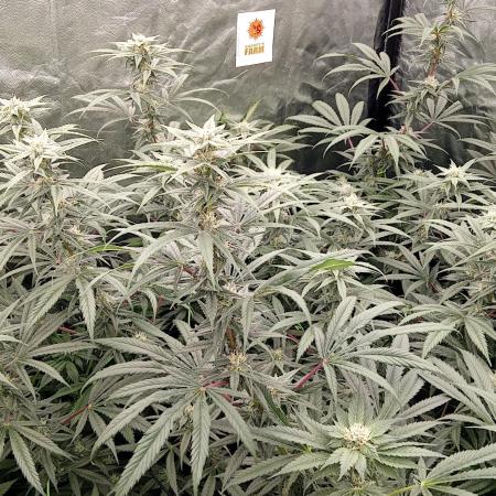 Barney's Farm OG Kush grow journal by Ogchemst - GrowDiaries