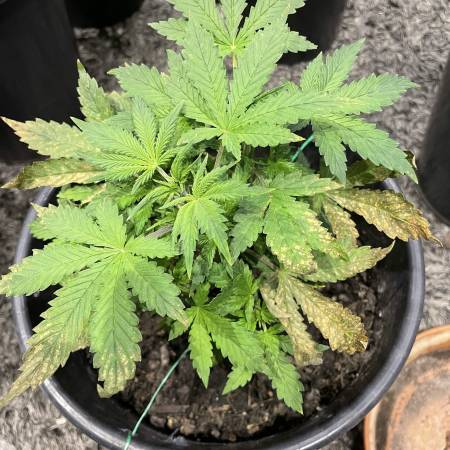 Nutrient deficiency help! grow journal by Roppa - GrowDiaries