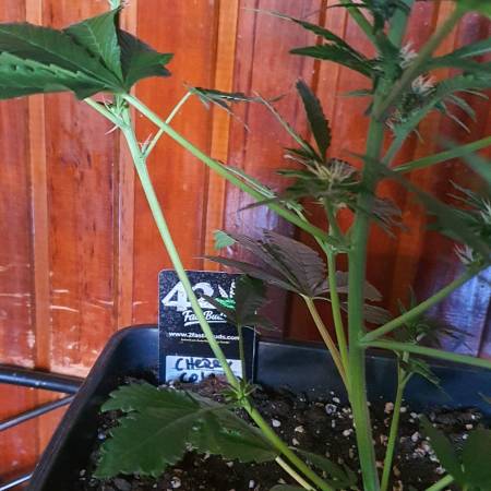 Fast Buds Cherry Cola Auto grow journal by Cremedelacreme - GrowDiaries