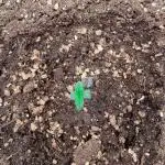 Fast Buds Smoothie Auto grow journal by mediterranean_pot - GrowDiaries