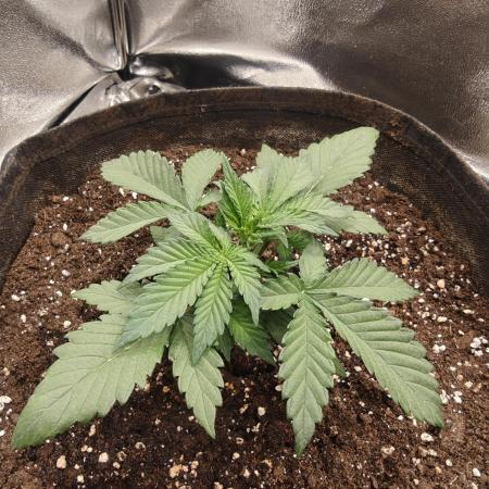 Fast Buds Smoothie Auto grow journal by mediterranean_pot - GrowDiaries