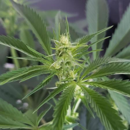 herijuana (fkn males) grow journal by popcornsutton - Gr...