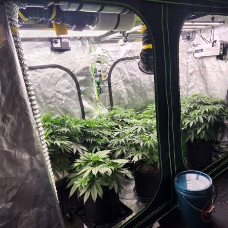 Big bud grow journal by Asmca - GrowDiaries