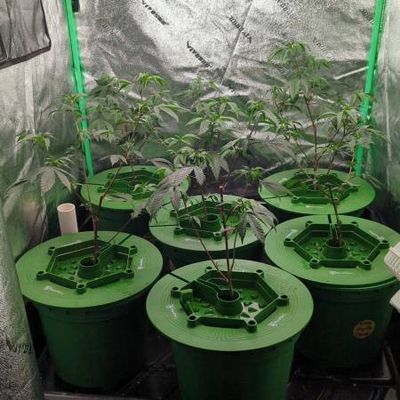 Alien Apple Kush grow journal by Sp0rkeh420 - GrowDiaries