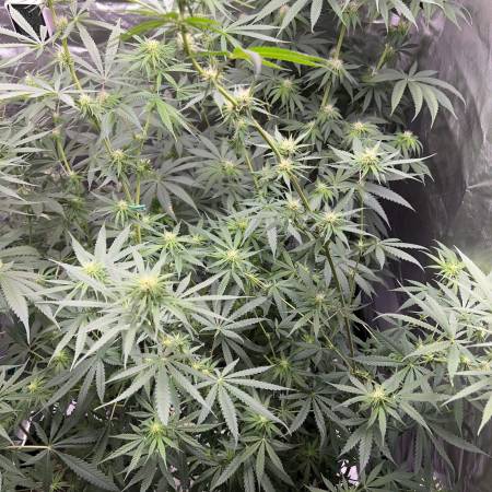 TGA Genetics Subcool Seeds Jack the Ripper grow journal by LBCLabs ...