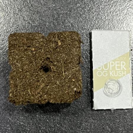 Pyramid Seeds Auto Super OG Kush grow journal by Vaderr - GrowDiaries