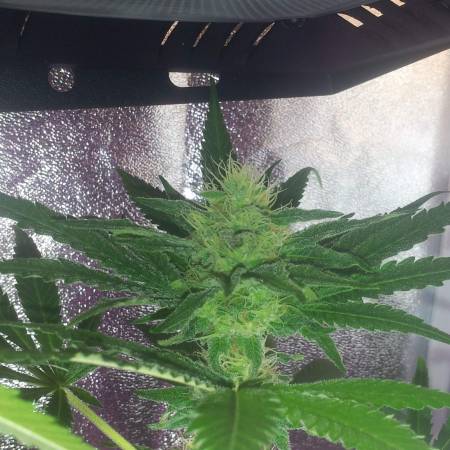 Royal Queen Seeds Critical grow journal by Chelsealad - GrowDiaries
