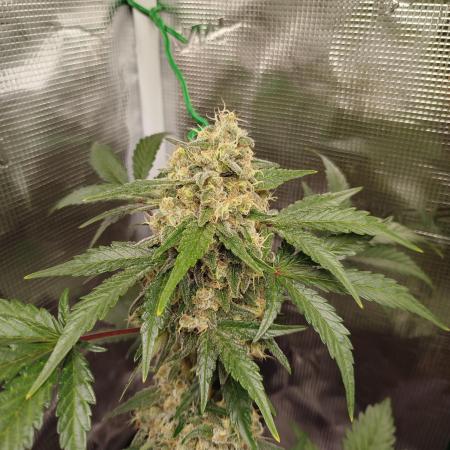 Special Queen #1 grow journal by Big-Daddy - GrowDiaries
